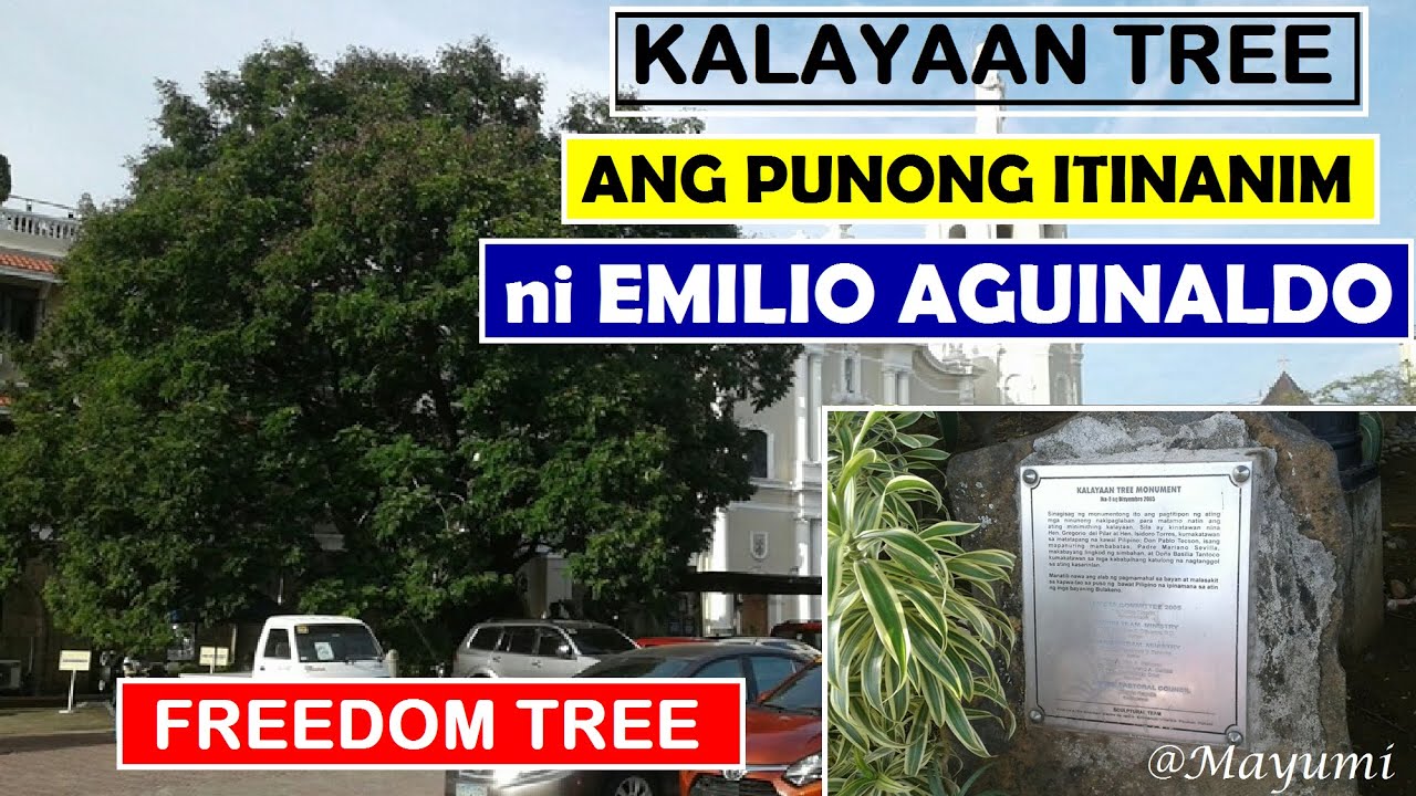 CENTURY OLD Kalayaan Tree / FREEDOM TREE | Malolos City Cathedral ...