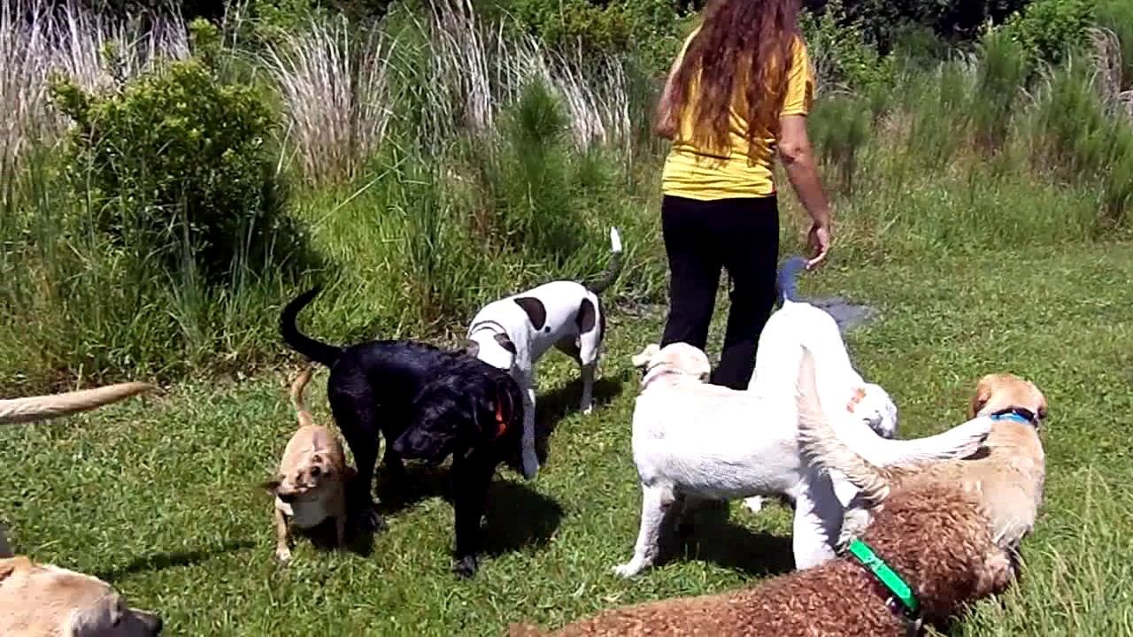 Copy of Record Breaking Off Leash Recall Dogtra Pager Starring The Pack ...