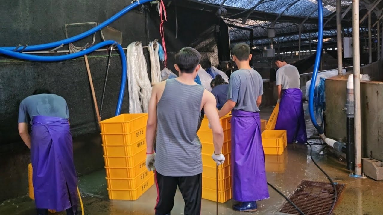 Spill Kerjaan TKI KOREA SELATAN Sektor Fishing Job Tambak Darat Ikan ...