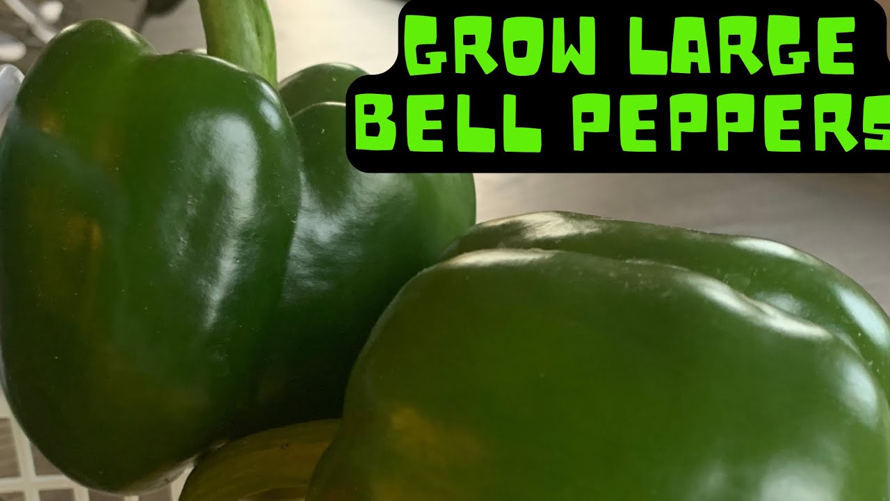 Growing Large Bell Peppers! - YouTube