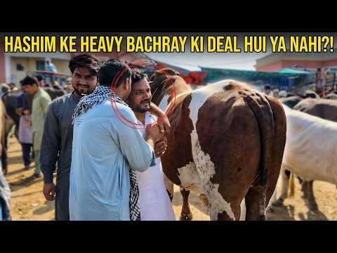 Multan Mandi – Hashim Ka Heavy Bachra, Deal Pakkki Hui?! 💸😳