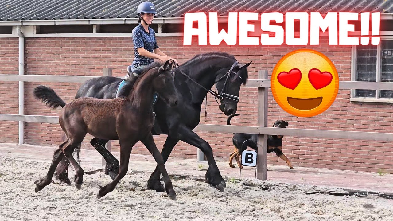 We loved doing this!!! How sweet and beautiful she is! | Friesian ...
