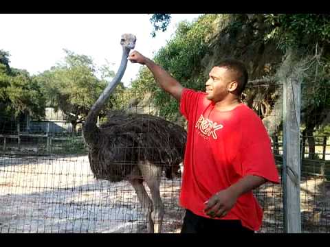 Ostrich bite - YouTube