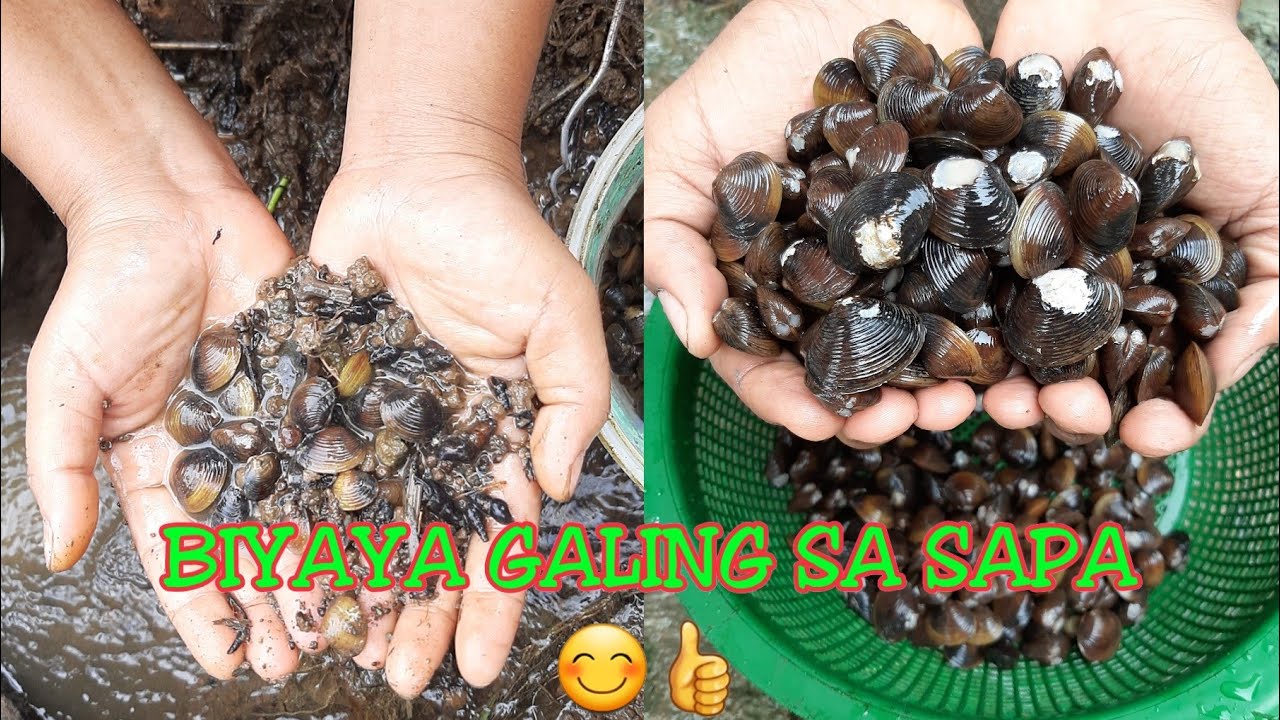AGIHIS SHELL|TULYA SA SAPA| BUHAY PROBINSYA - YouTube