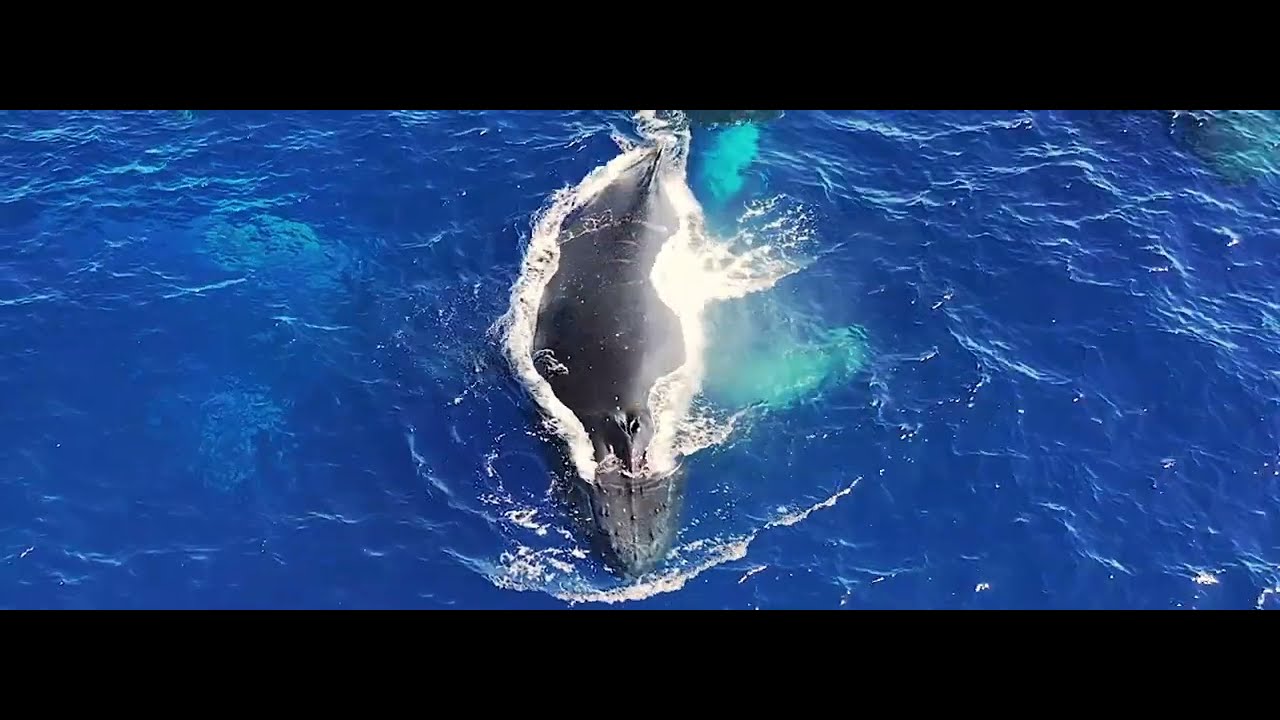 Whale song for kids, learn about whale, Fun Learning for Kids, Whale ...