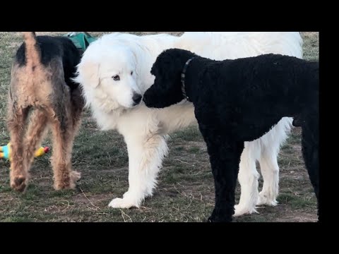 Dooly and his friends are playing ️ ️ ️ ️ - YouTube