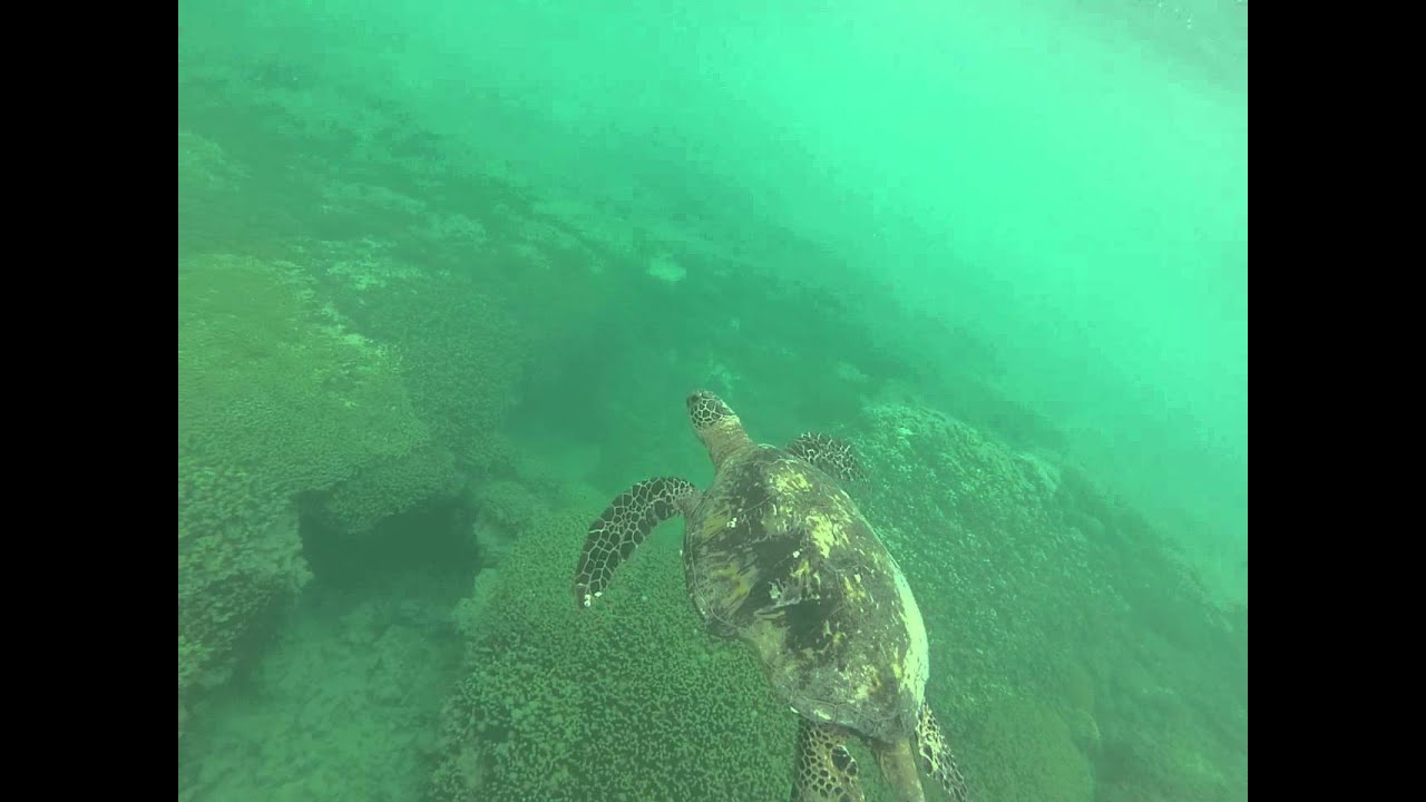 Turtle with possible shark bite in shell - YouTube