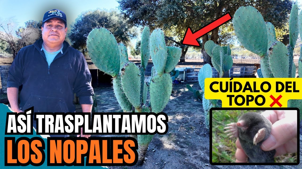 Así TRASPLANTAMOS LOS NOPALES | Haz tu propia NOPALERA fácilmente🌵 ...