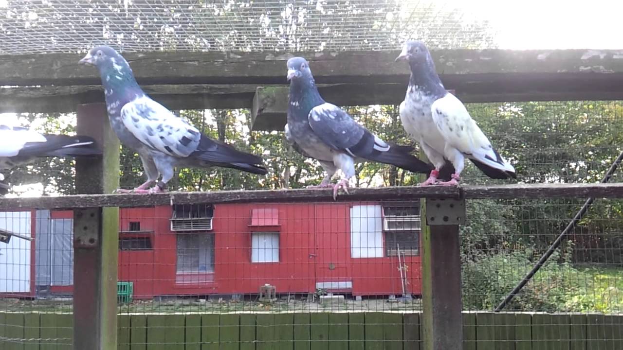 Pakistani pigeons ustad ayub dk 2015 - YouTube