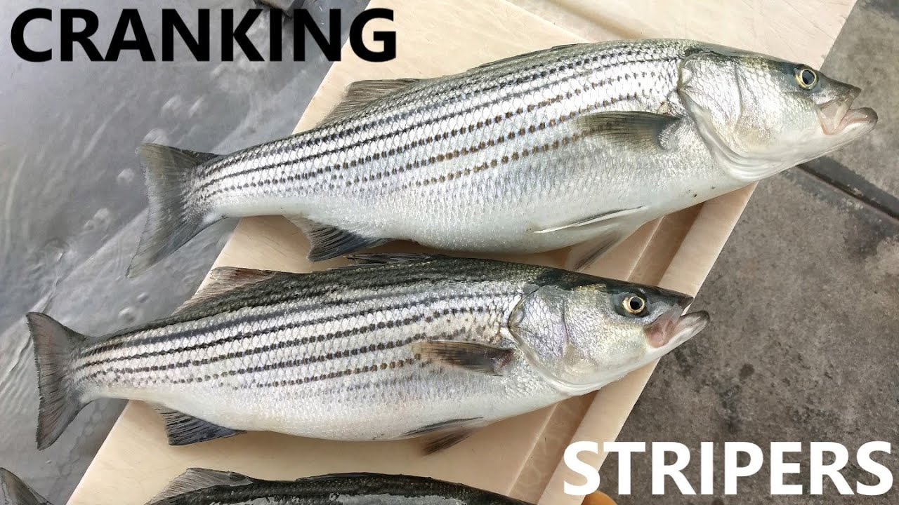 NON STOP Action Catching Stripers on Crankbaits LAKE POWELL - YouTube