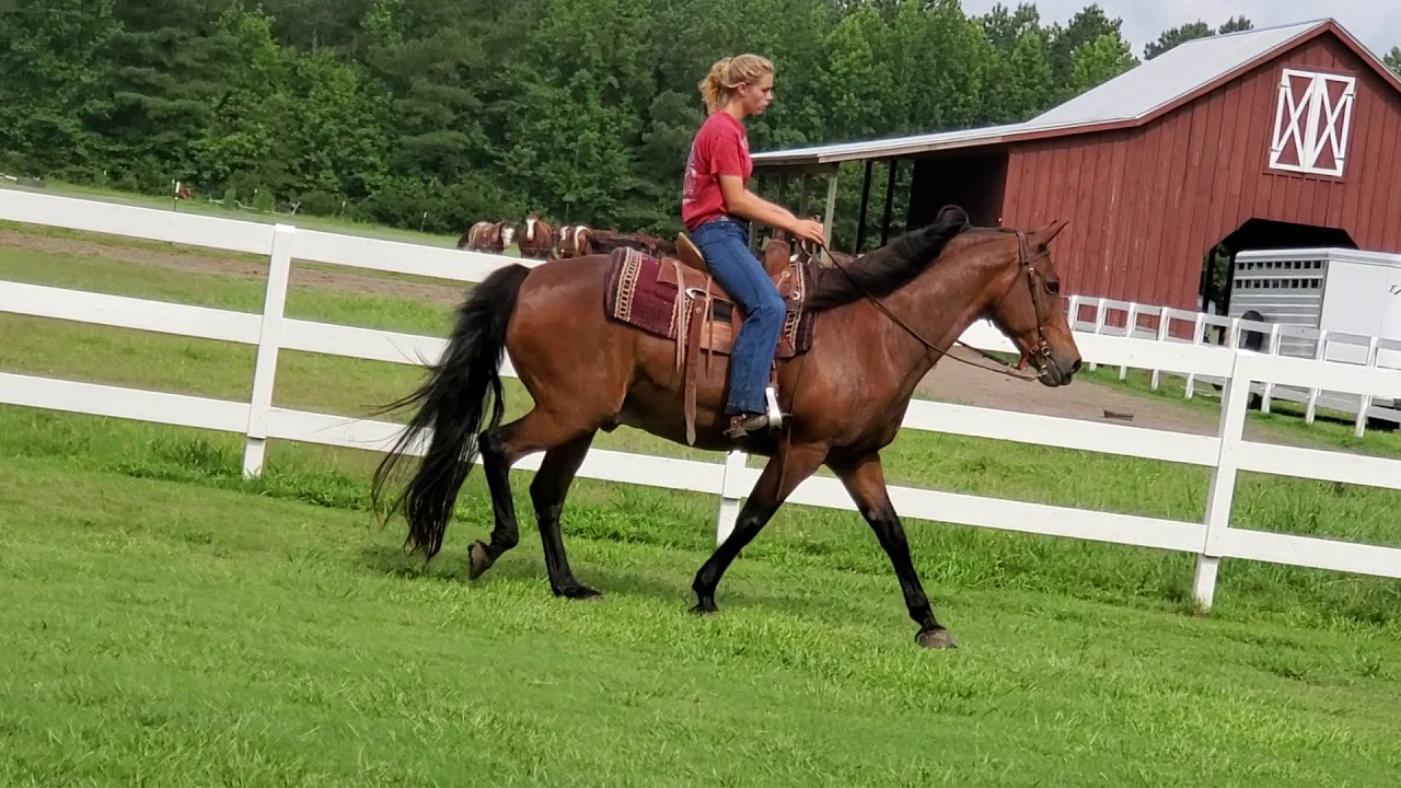 Bay twh gelding anyone can ride - YouTube