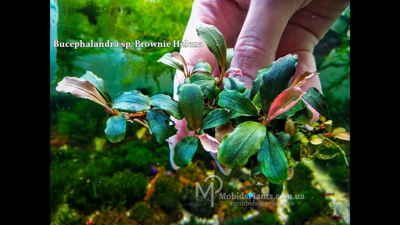 Bucephalandra sp. Brownie Helena - YouTube