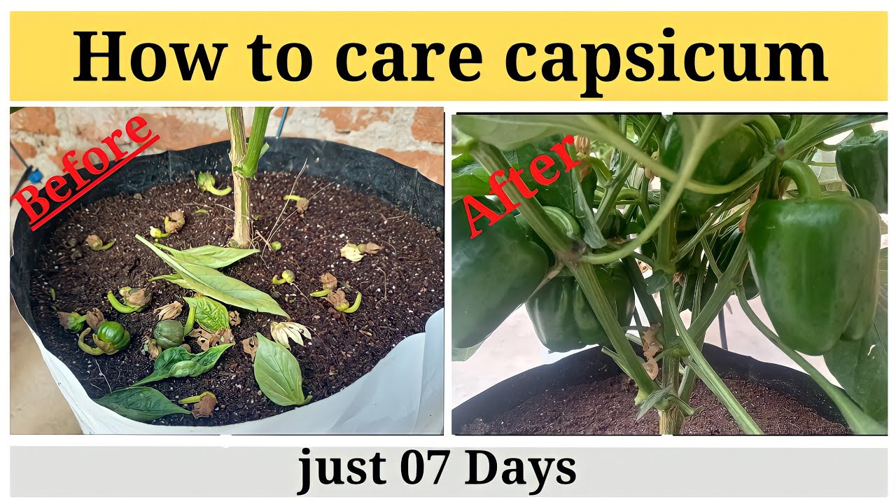 how to care capsicum plant / #theagriculture #capsicum - YouTube