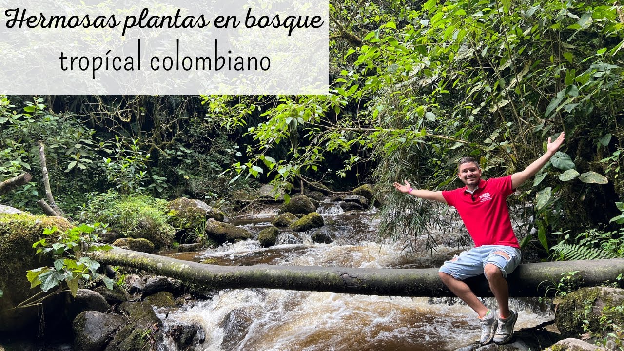 Visitando las PLANTAS de un INCREÍBLE BOSQUE TROPICAL HÚMEDO Colombiano ...