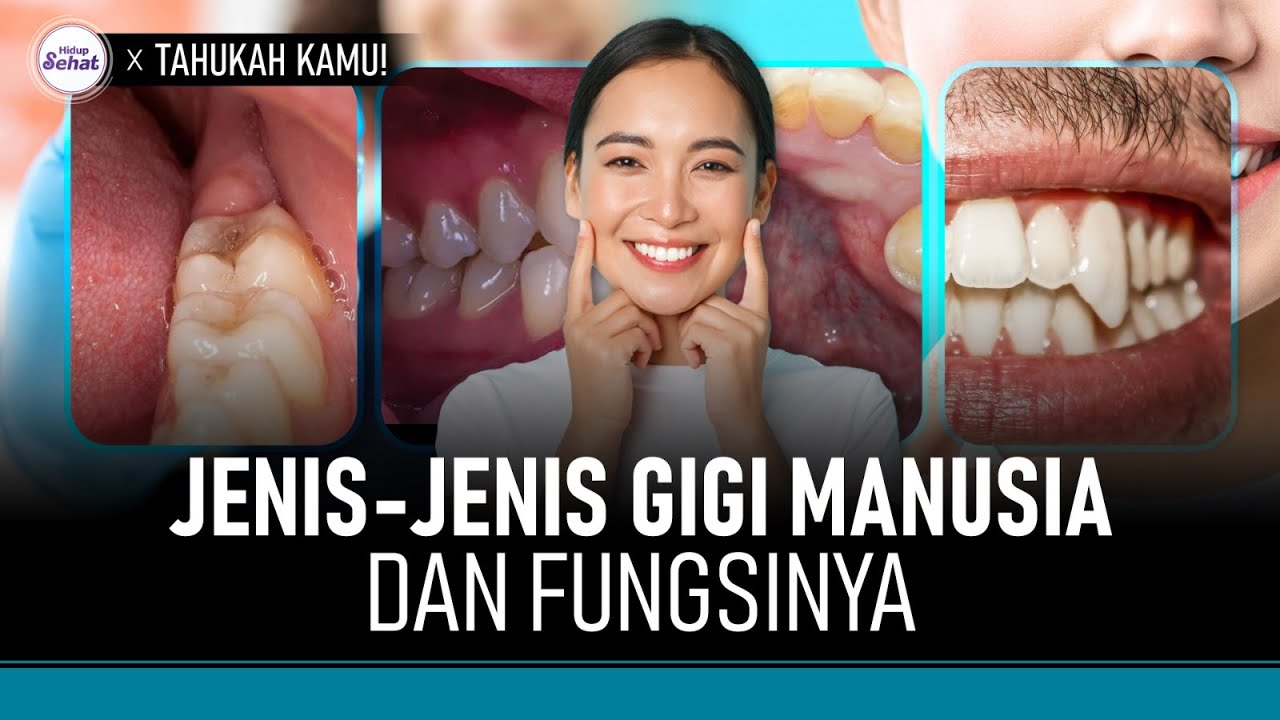 5 Jenis Gigi Manusia dan Masing-Masing Fungsinya | Hidup Sehat tvOne ...