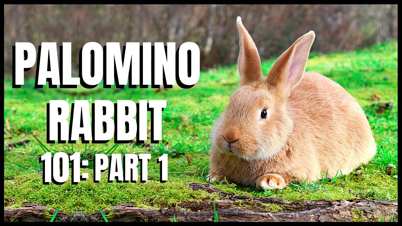 Palomino Rabbit 101: Part 1 - YouTube