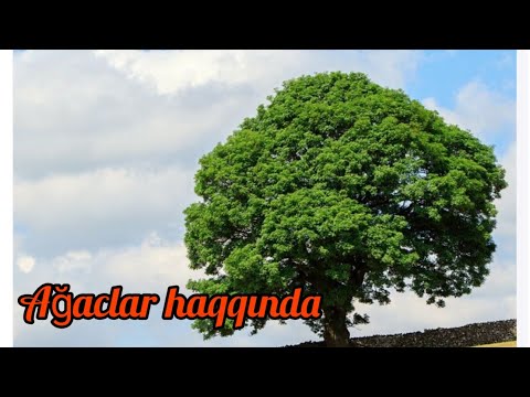 Ağaclar haqqında maraqlı məlumatlar