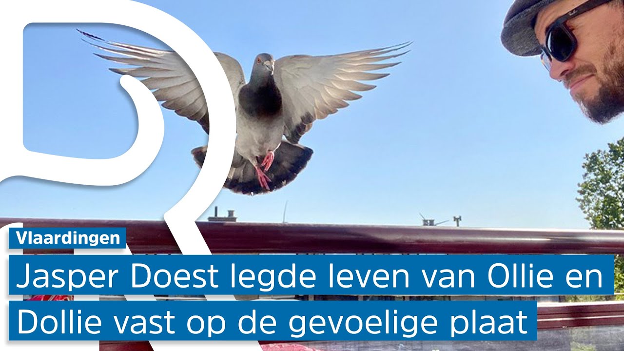 Vlaardingse stadsduiven genomineerd voor beroemde internationale ...