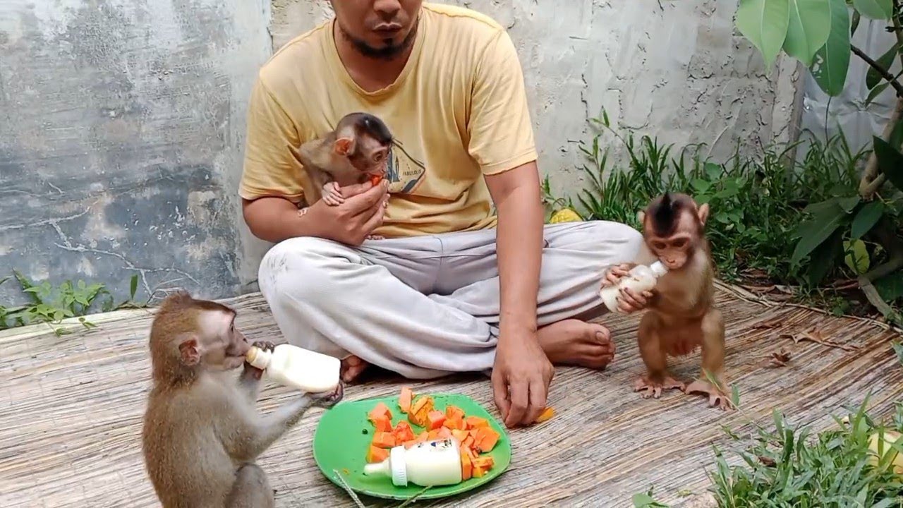 The excitement of these three cute baby monkeys while playing in the ...