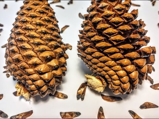 Ponderosa Pine Cone Closed