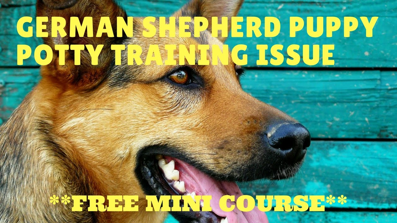 German Shepherd Puppy Potty Training Issue Tips ++ FREE MINI COURSE ...