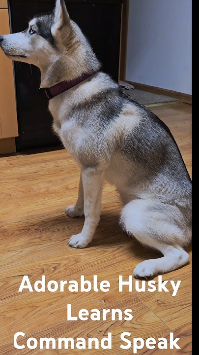 Adorable Husky Puppy Learns a command "speak"#siberianhuskey #huskydog #puppylife - YouTube