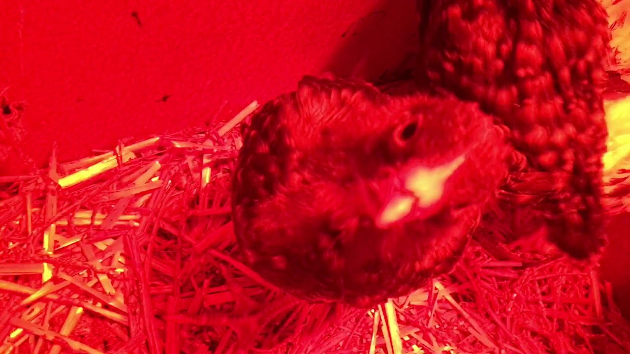 The evolution of chickens - YouTube