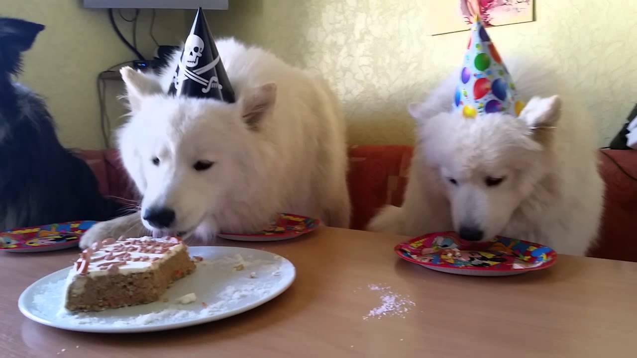 Samoyed Birthday Party - YouTube