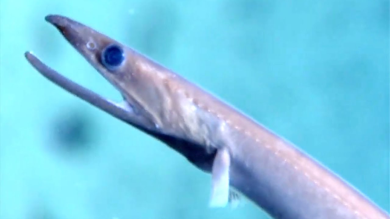 9 Deep Ocean ROV Encounters with Strange Sea Creatures from the Past ...