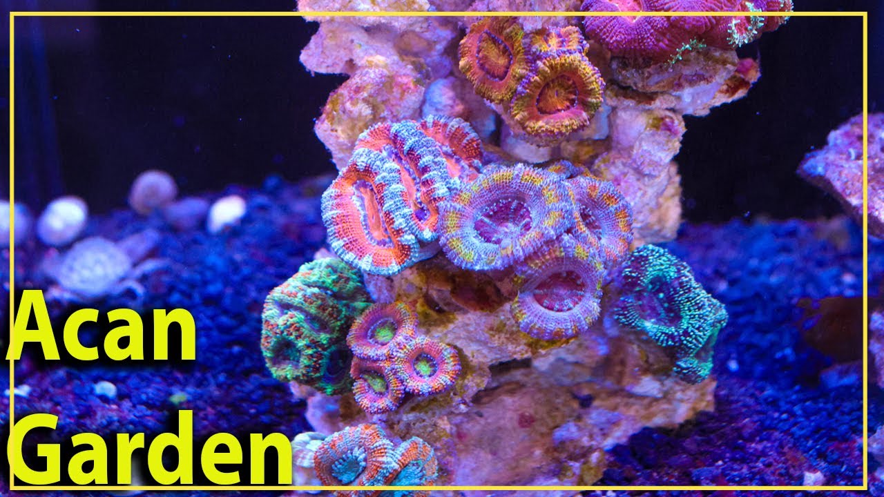 How To Create a Stunning Acan Coral Garden - YouTube