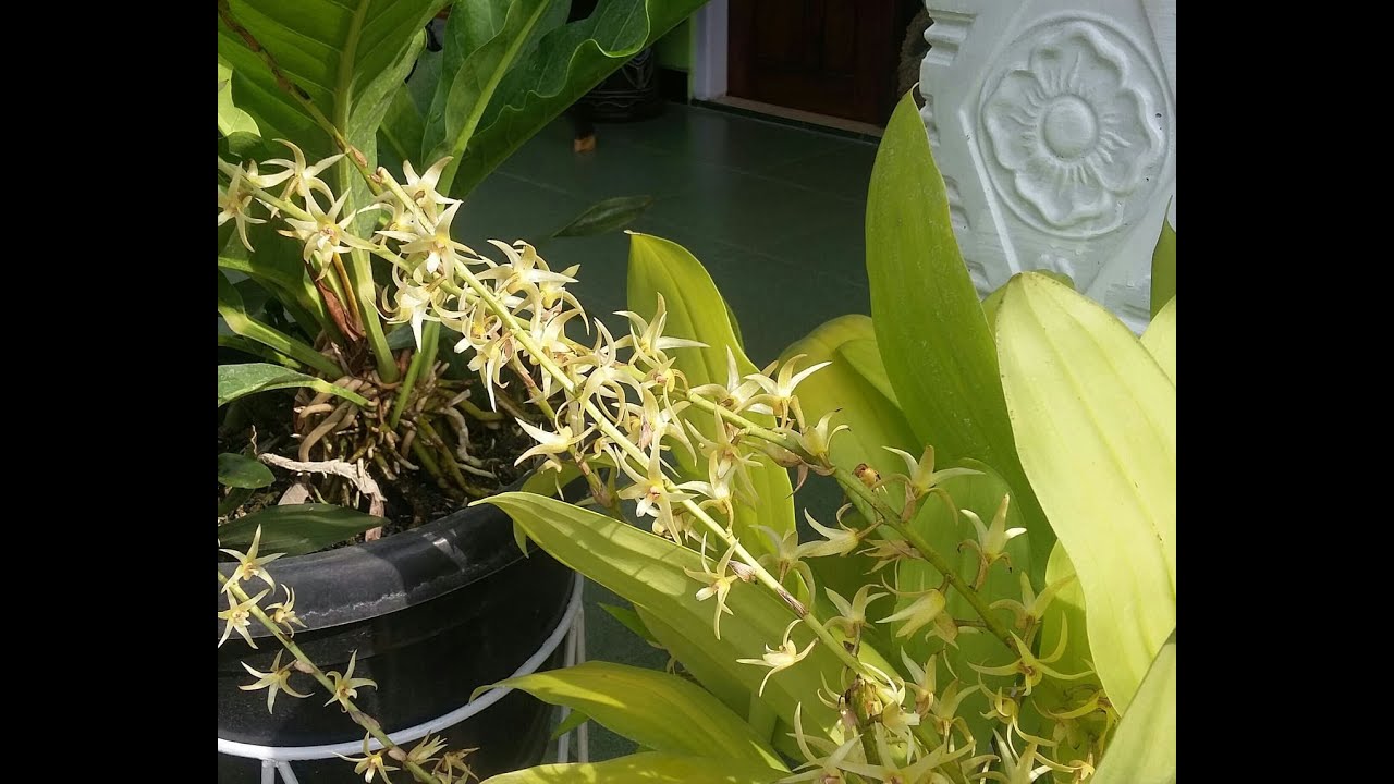 Eria javanica - fragrant species orchid - Orchid of Indonesia - YouTube