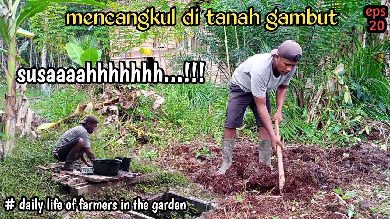 keseharian petani||mencangkul,membuat lahan di kebun,untuk menanam ...
