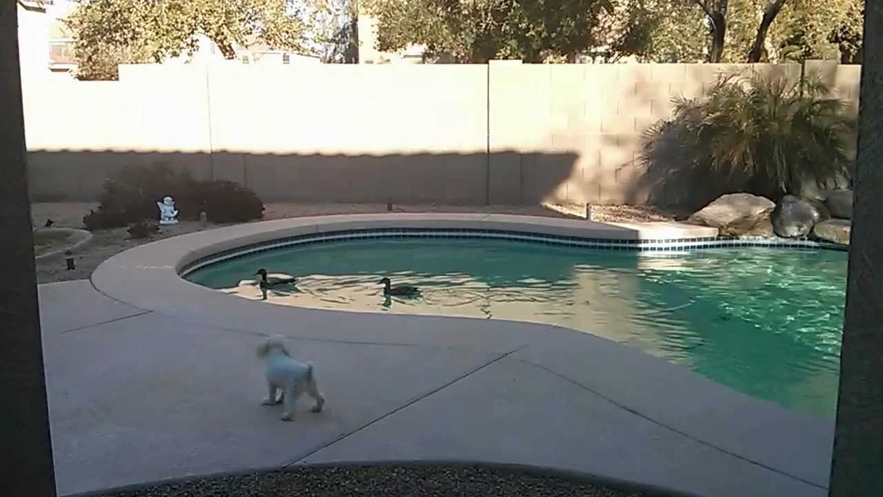 Backyard Duck Protection Device - YouTube