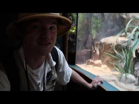 Concrete Jungle: The Search for the Black Python - YouTube