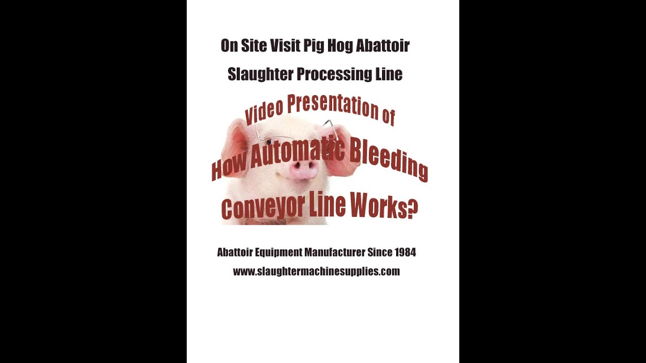 How automatic bleeding conveyor line works in Pig Abattoir Slaughter ...