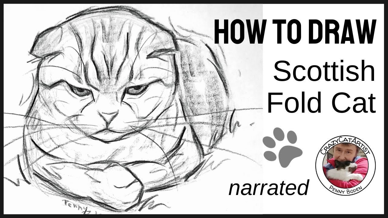 How to Draw Scottish Fold Cat, loaf position face forward looking down ...
