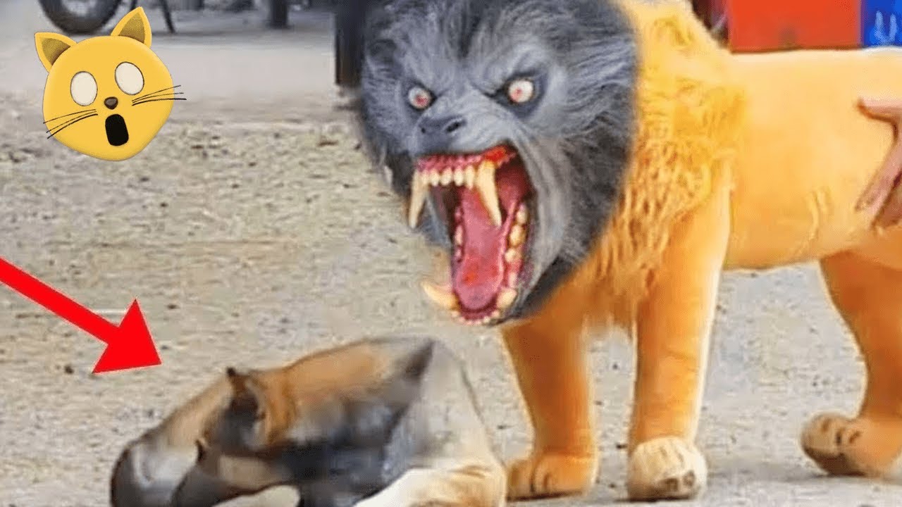 😆😆😆 Funny Dog Reactions of 2022 - Pets, Pranks, and More! l Pets ...
