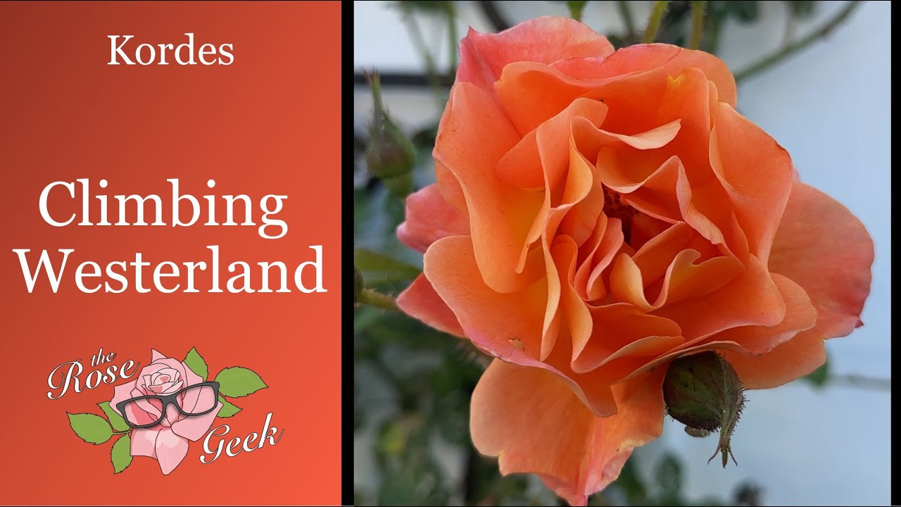🌹 Westerland Climbing Rose | Kordes Rose/ KORlawe / KORwest - YouTube
