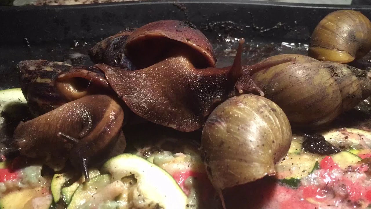 Snail cross over - YouTube