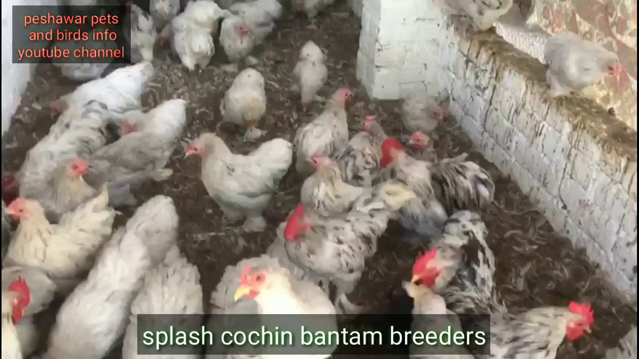 Splash cochin bantam breeder flock - YouTube