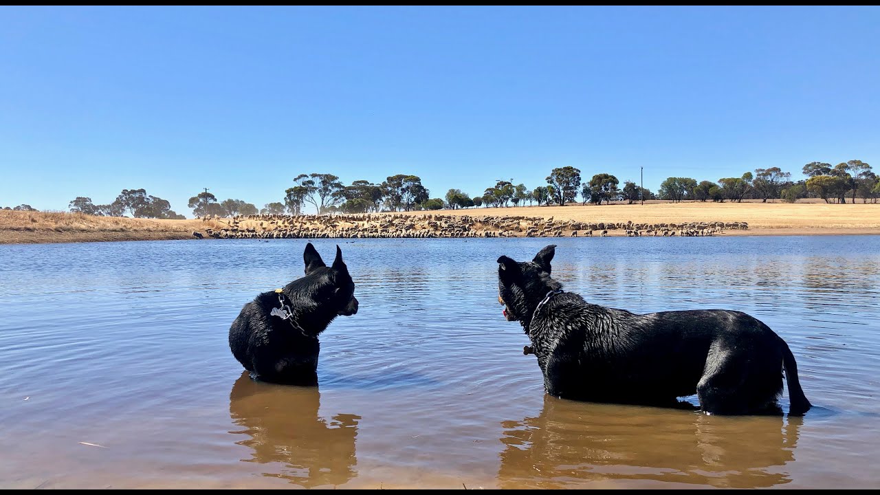 Sheep Farming | A Day in the Life of a Sheep Dog - YouTube
