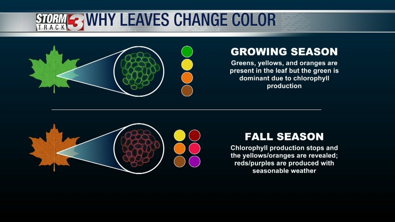 Why do leaves change color in the fall? - YouTube