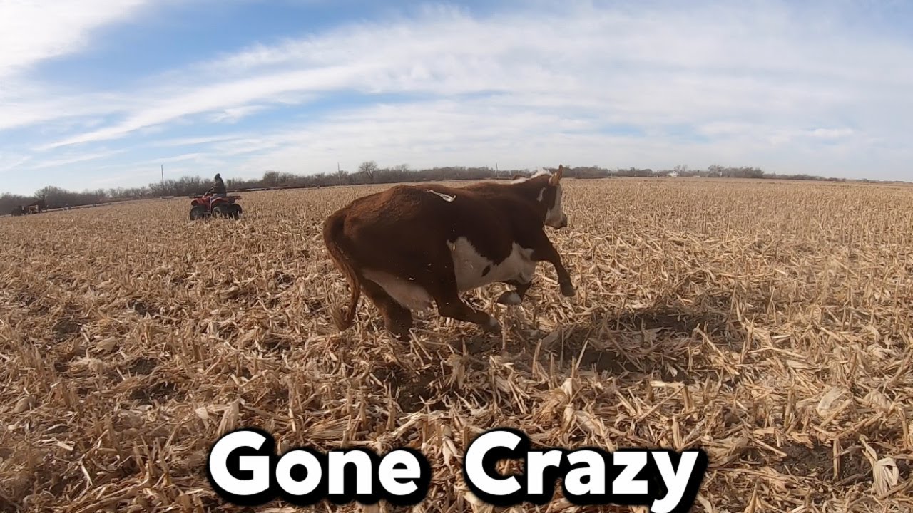 Rounding Up The Cattle! - YouTube