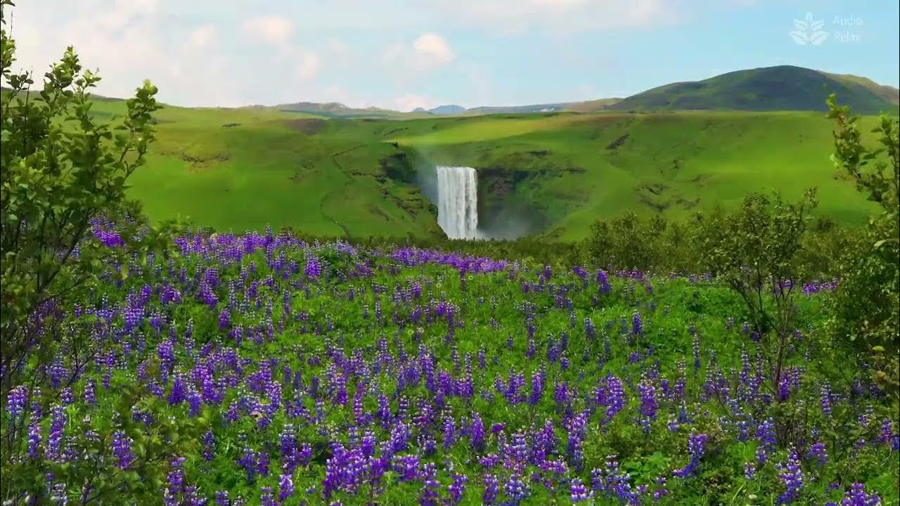 Wild Flower Field Sounds and a waterfall in the distance (10 hours ...