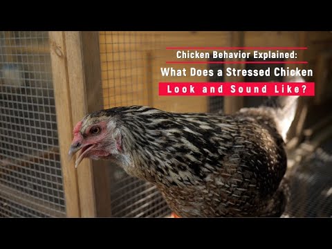 Chicken Behavior Explained: What Does a Stressed Chicken Look and Sound ...