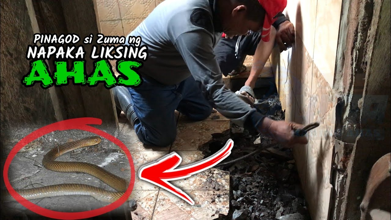 Napalaban si zuma sa napaka liksing ahas | ilan beses natakasan | zuma ...