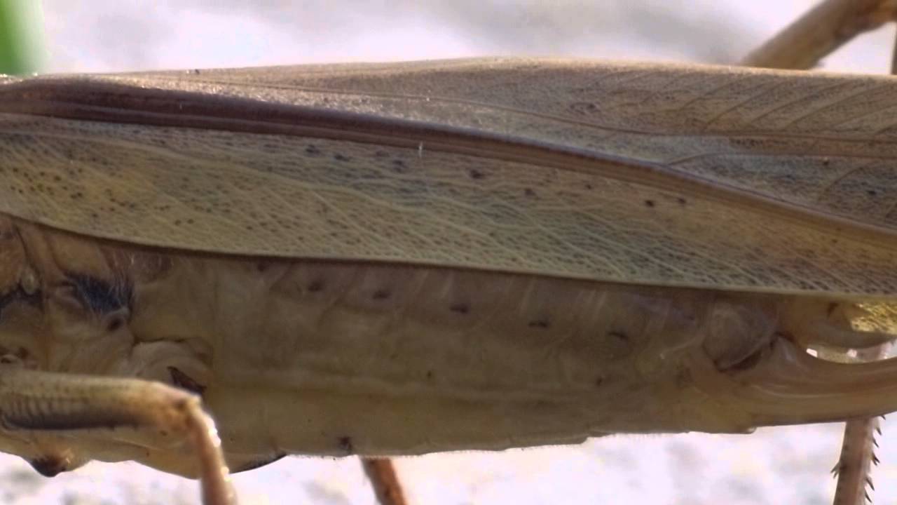 'Neoconocephalus triops' - YouTube