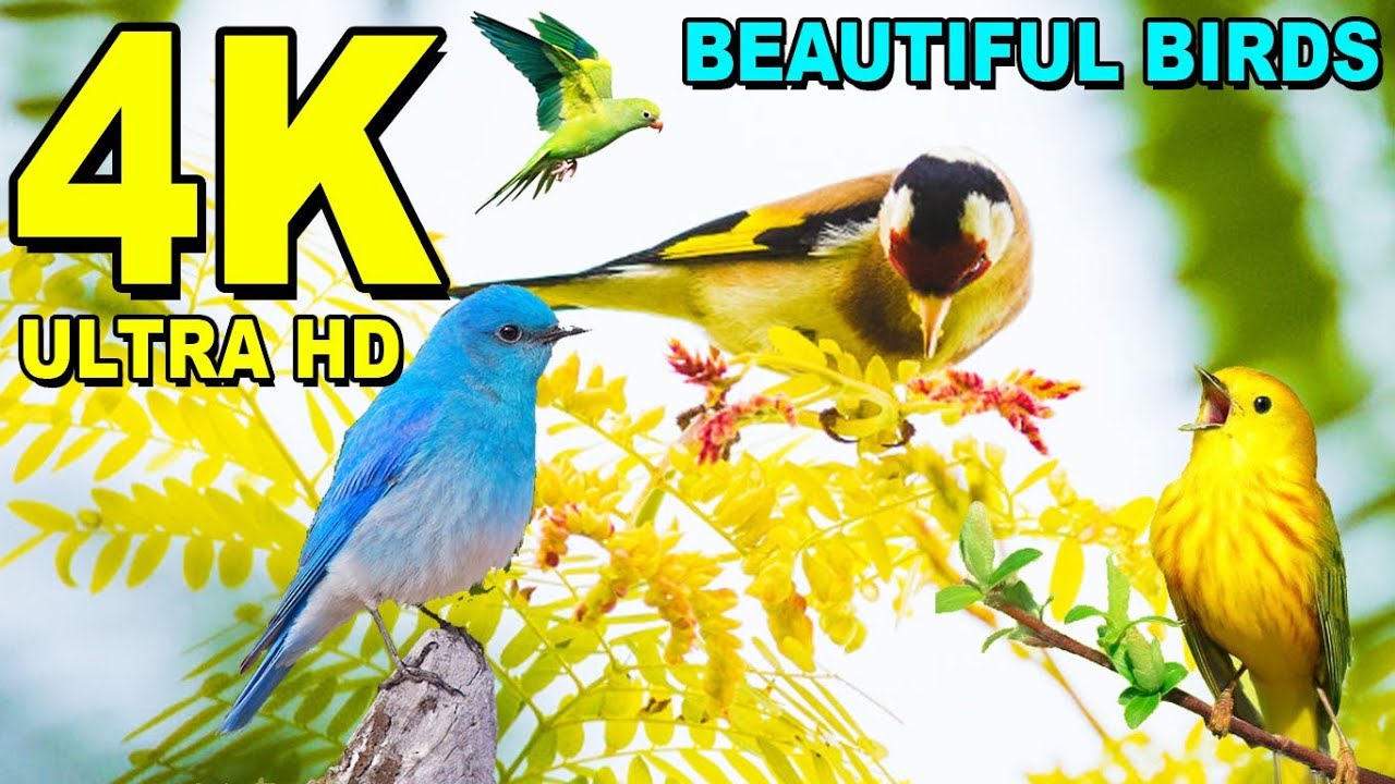 Birds 4K | Collection of bird footage | bird 4k | bird 4k video | bird ...