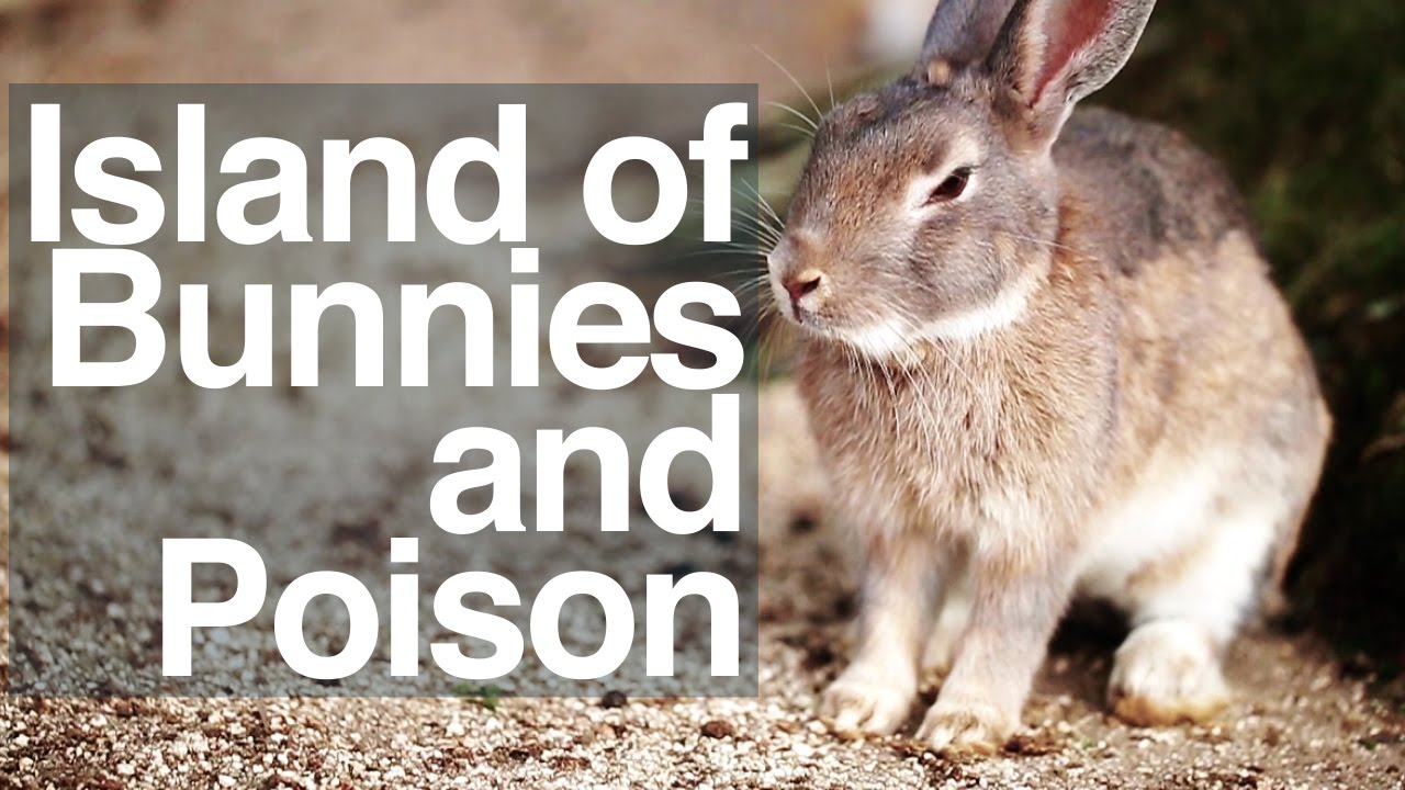 Island of Bunnies and Poison - Ōkunoshima documentary - YouTube