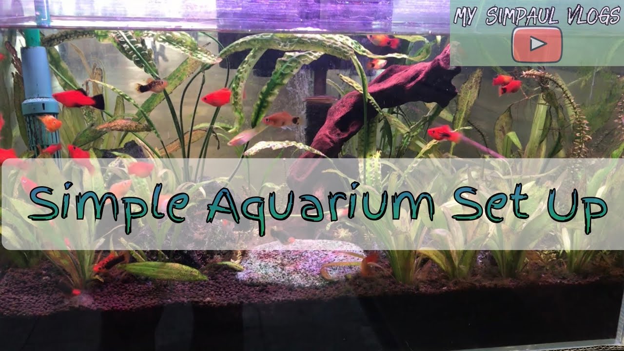 Simple Aquarium Set Up - YouTube